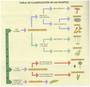 SERES VIVOS: Seguimos conociendo el reino vegetal