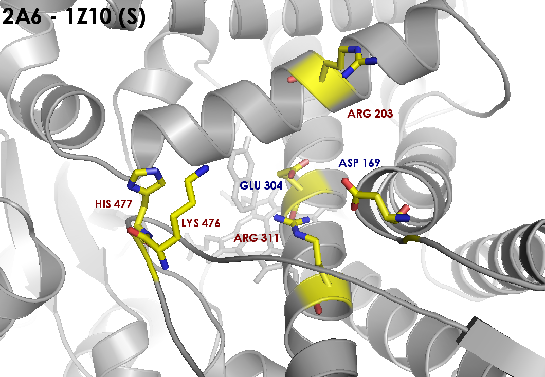 Cytochromes P450
