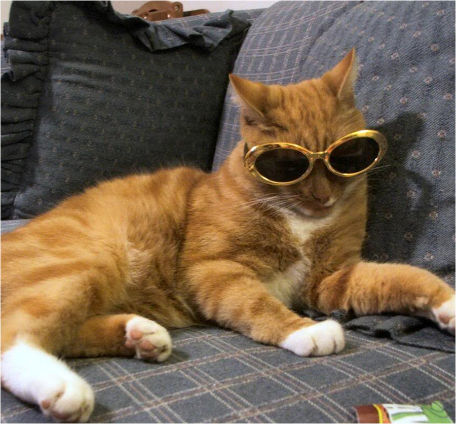 CATS | Google HD images