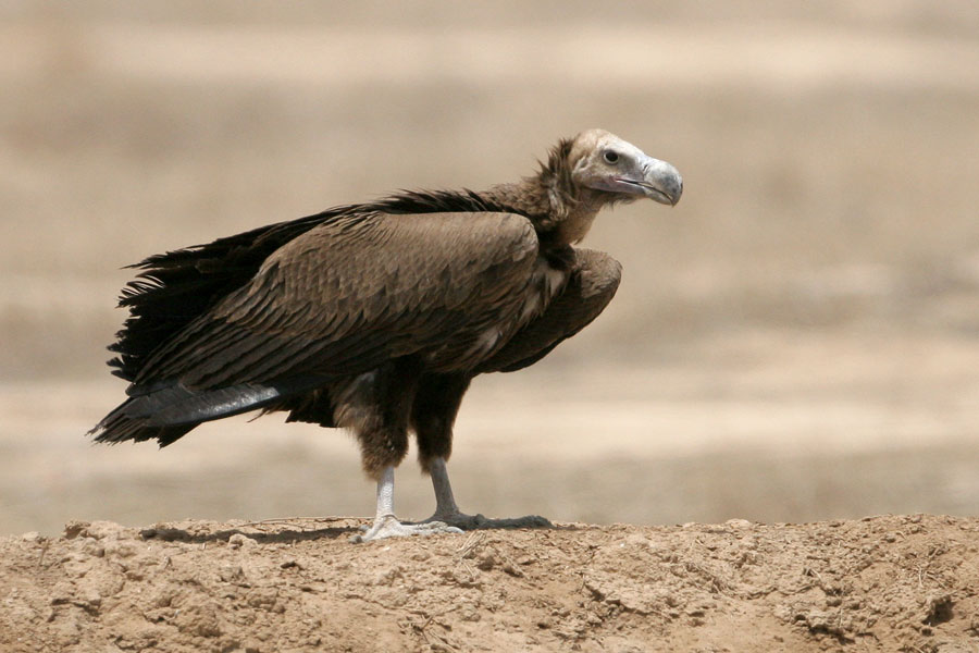 VULTURE | Google HD images