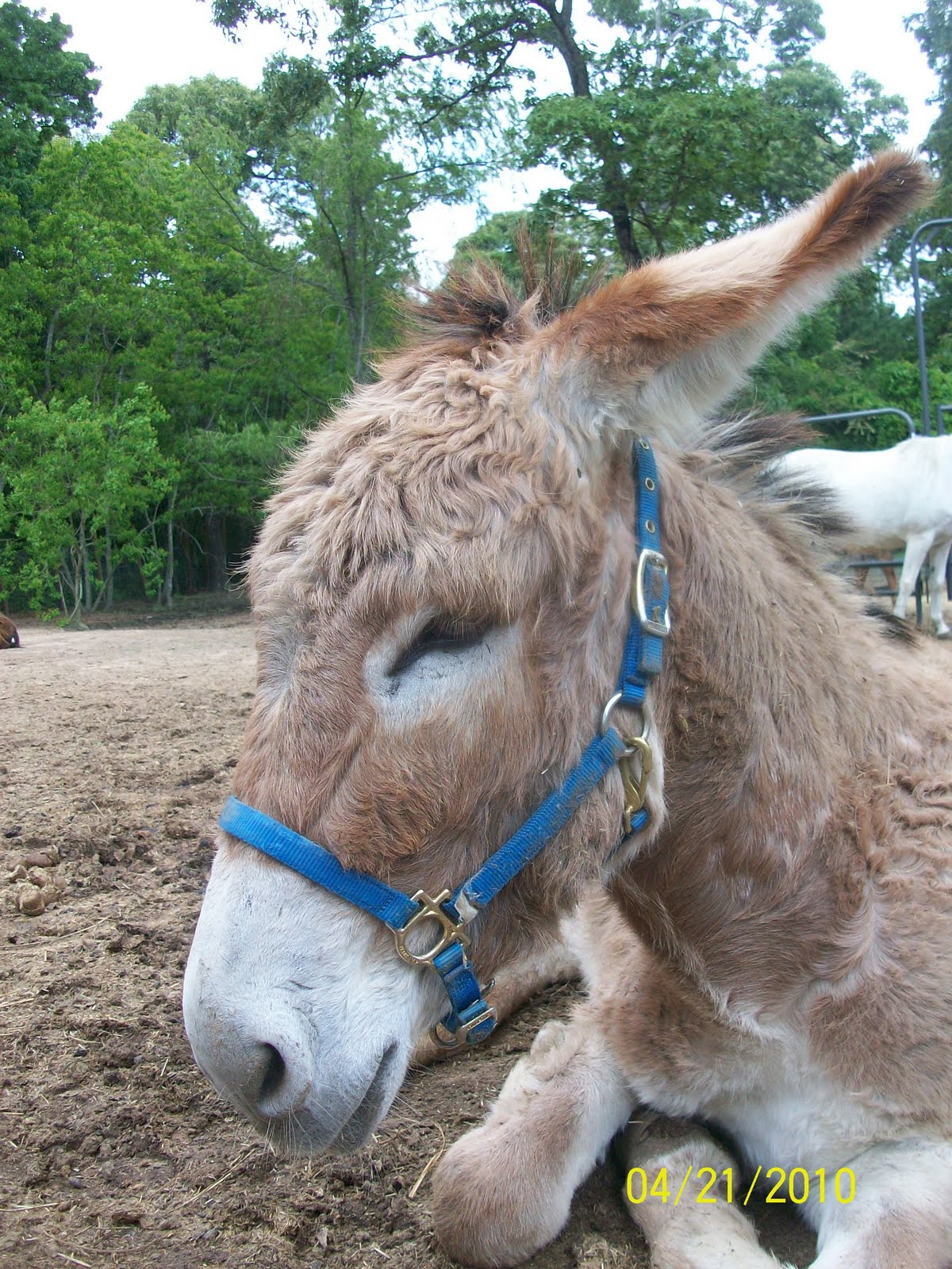 Mini Happy Trail's: Waylon Nelson tales of the Pink Donkey