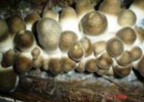 Mushroom Production: Mushroom Spawn Production