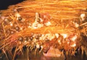 Mushroom Production: OYSTER MUSHROOM CULTIVATION