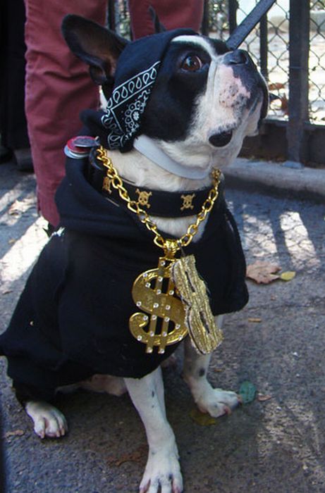 Rapper Dog