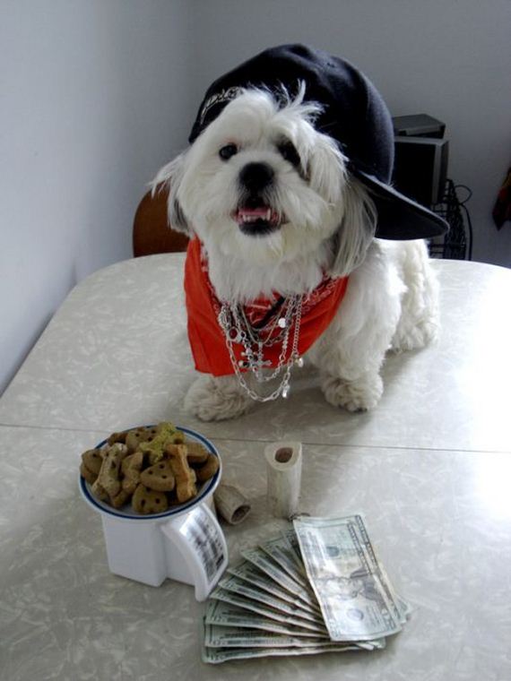 Rapper Dog