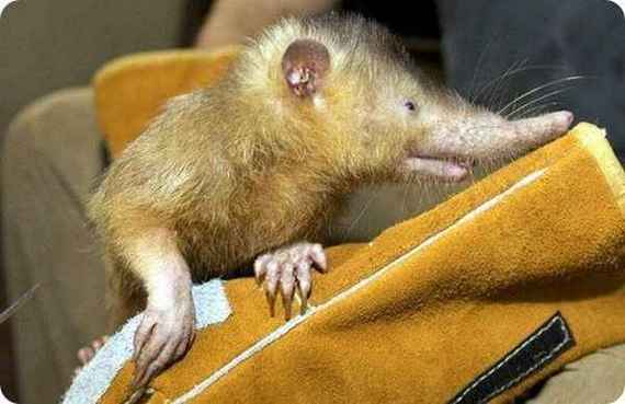 Caramba, que bicho feio é esse?