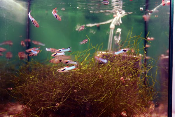 guppyfocus: Endler Japan Blue