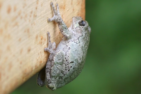 Vacation Barefoot Travel Blog: The infamous tree frogs of Jamaica