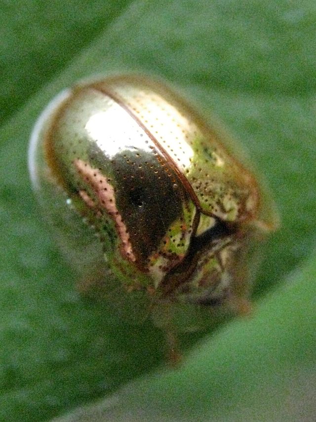 Golden Tortoise Beetle