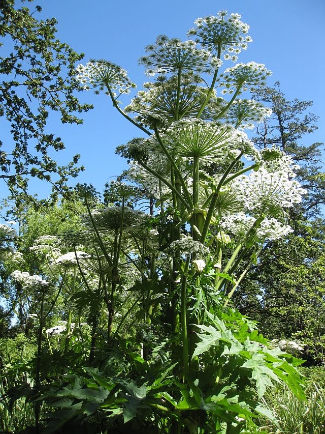Giant Hogweed