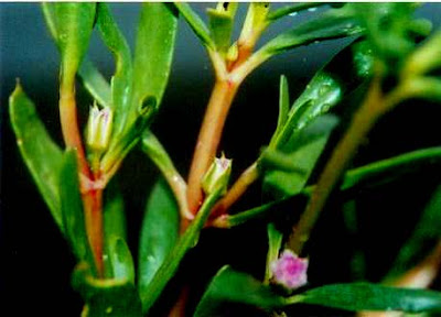 Living with Nature - School on Blog by Dr. Abercio V. Rotor: Papait ...