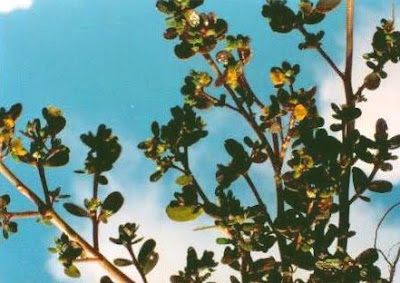 Living with Nature - School on Blog by Dr. Abercio V. Rotor: Papait ...