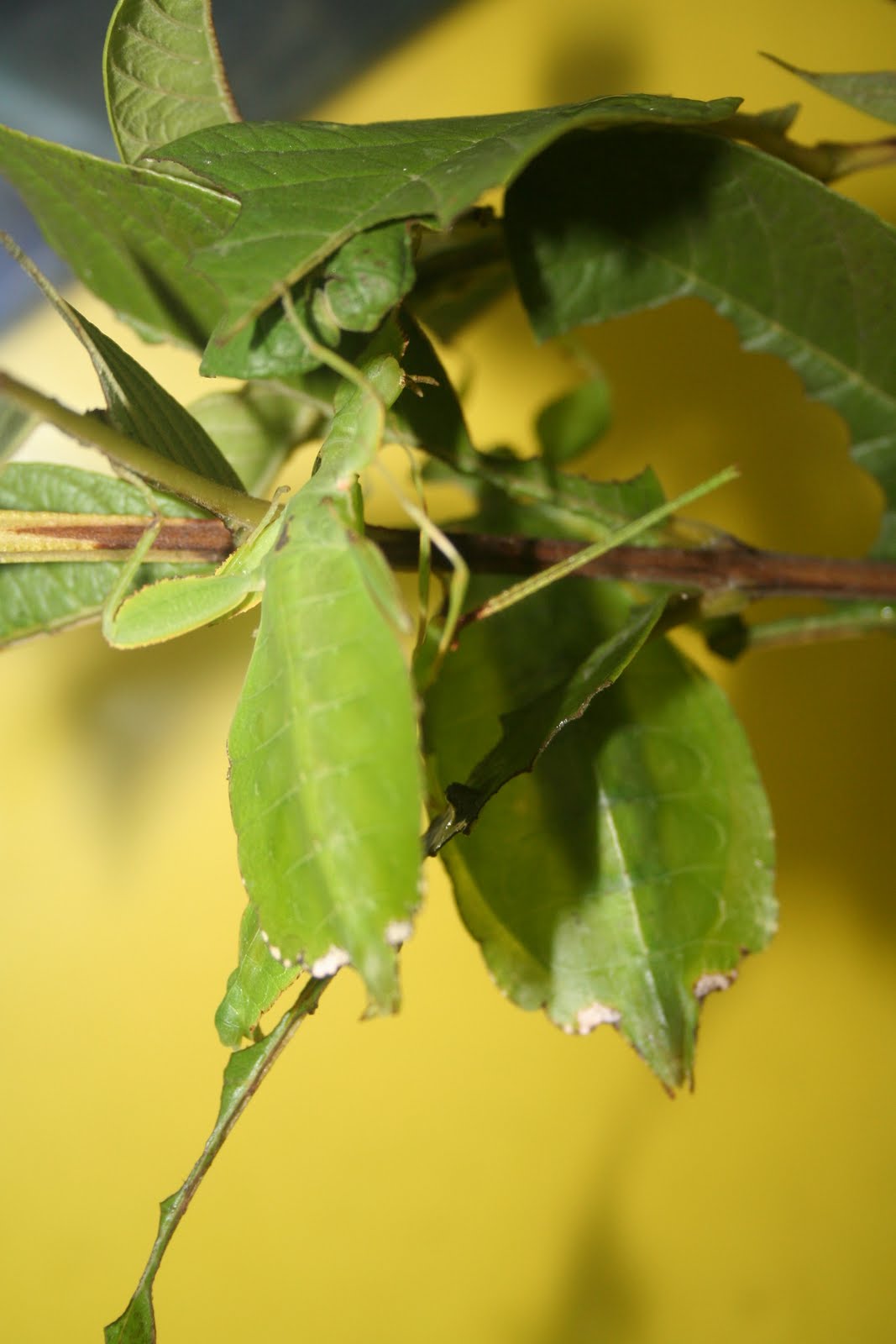 Living with Nature - School on Blog by Dr. Abercio V. Rotor: UST ...