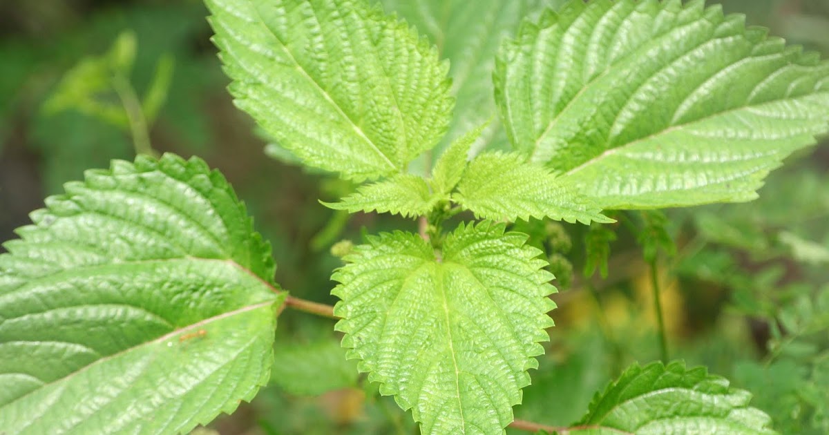 Living with Nature - School on Blog by Dr. Abercio V. Rotor: Beware of ...