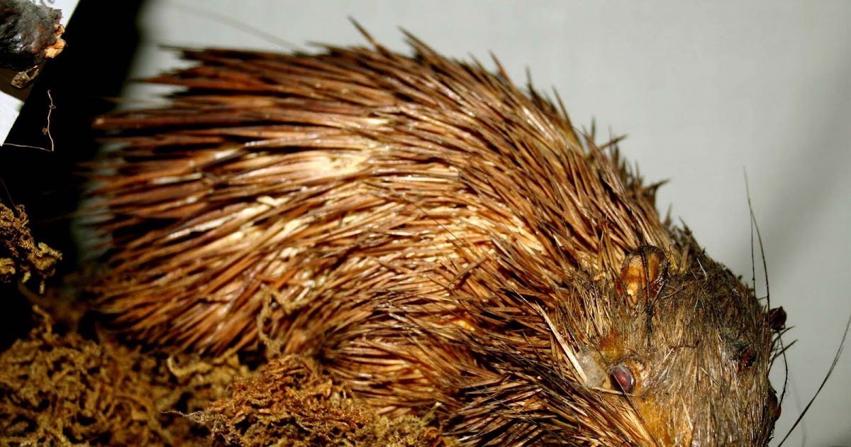 Naturalism - the Eighth Sense: 12 Oddities in Nature. Can you identify ...