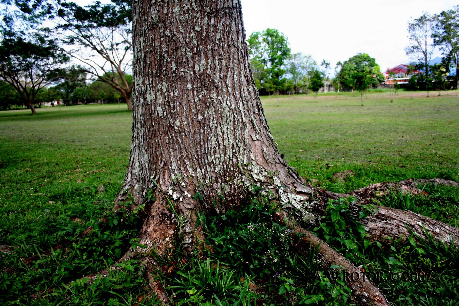 Living with Nature - School on Blog by Dr. Abercio V. Rotor: Trees ...
