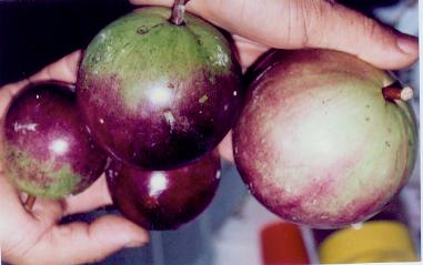 Living with Nature - School on Blog by Dr. Abercio V. Rotor: Monsoon ...