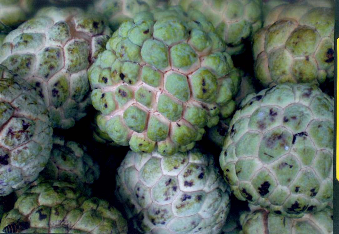 Living with Nature - School on Blog by Dr. Abercio V. Rotor: Monsoon ...