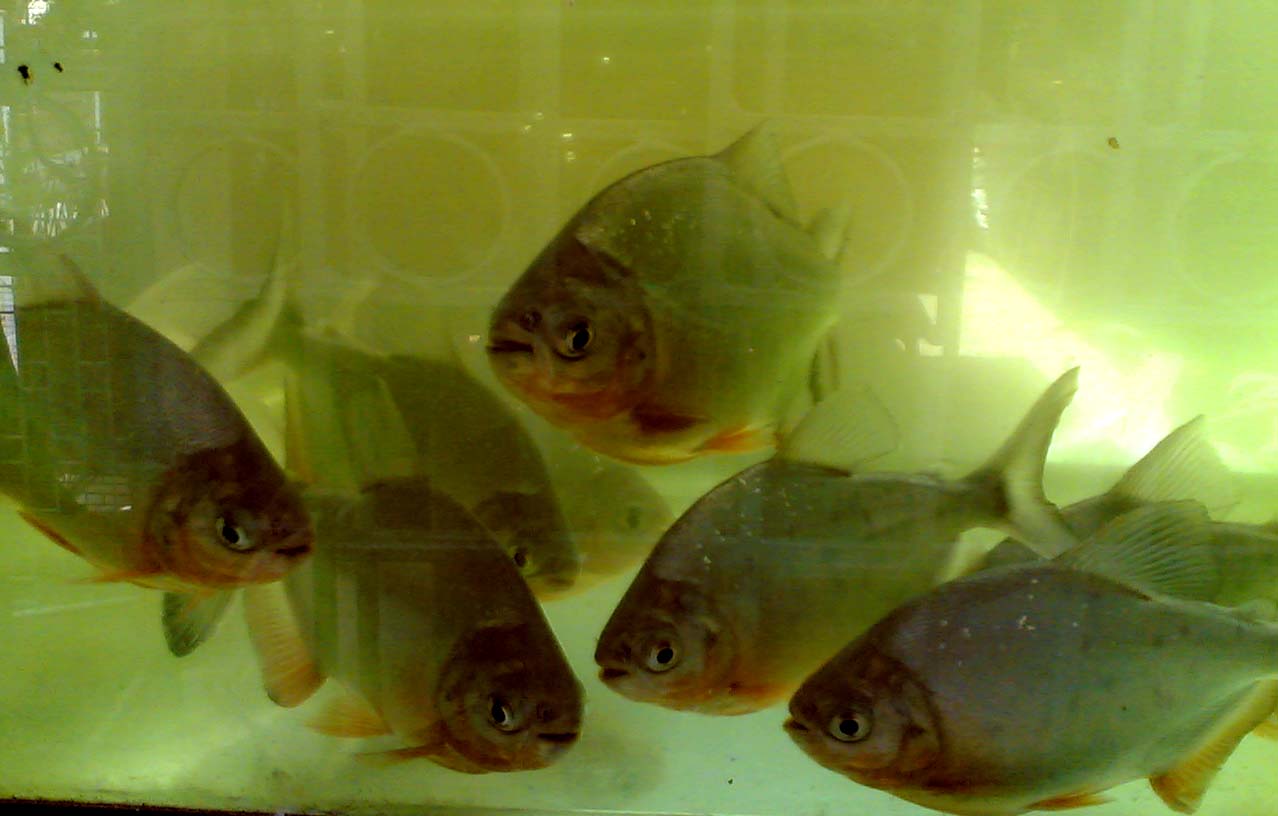 Living with Nature - School on Blog by Dr. Abercio V. Rotor: July 2017