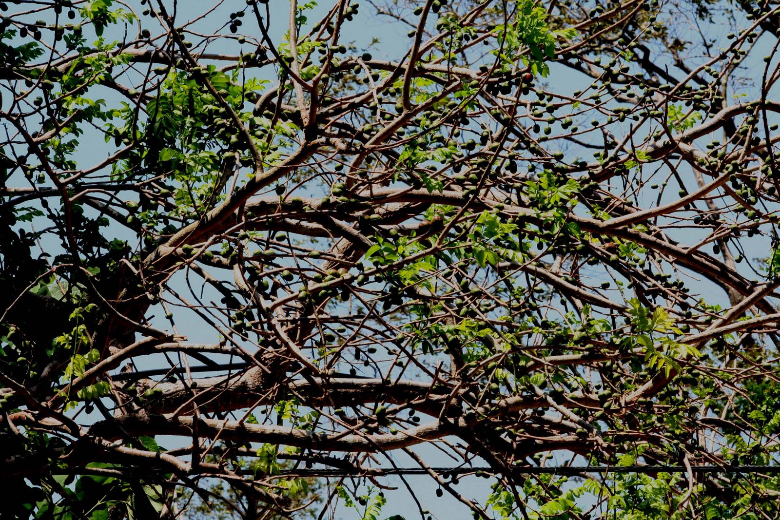 Living with Nature - School on Blog by Dr. Abercio V. Rotor: Monsoon ...