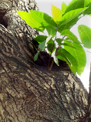 Living with Nature - School on Blog by Dr. Abercio V. Rotor: Balete ...
