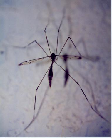 Living with Nature - School on Blog by Dr. Abercio V. Rotor: Daddy-long ...