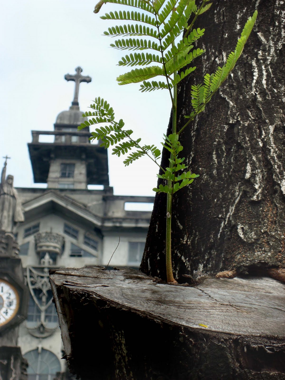 Living with Nature - School on Blog by Dr. Abercio V. Rotor: Part 1 ...