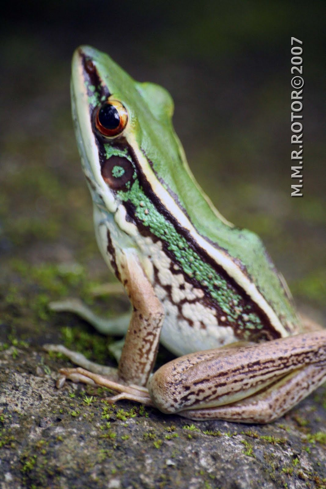 Living with Nature - School on Blog by Dr. Abercio V. Rotor: Part 2 ...