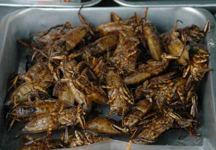 Living with Nature - School on Blog by Dr. Abercio V. Rotor: Part 3 ...