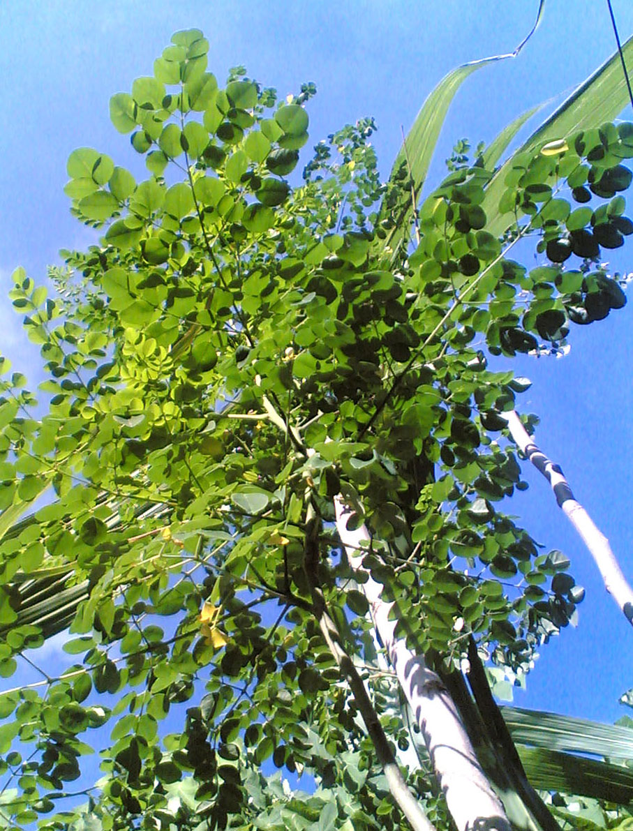 Naturalist's World - Dr Abe V Rotor : Plants every home garden must have