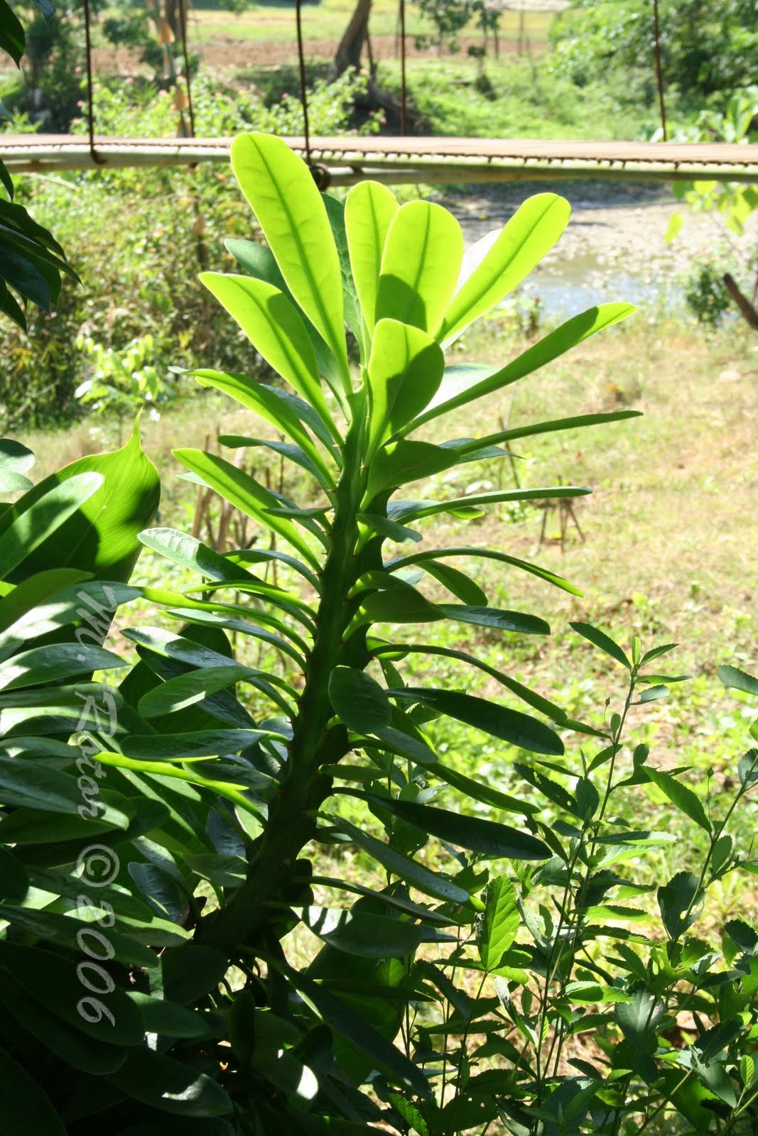 Naturalism - the Eighth Sense: Karimbuaya - secret of tasty lechon