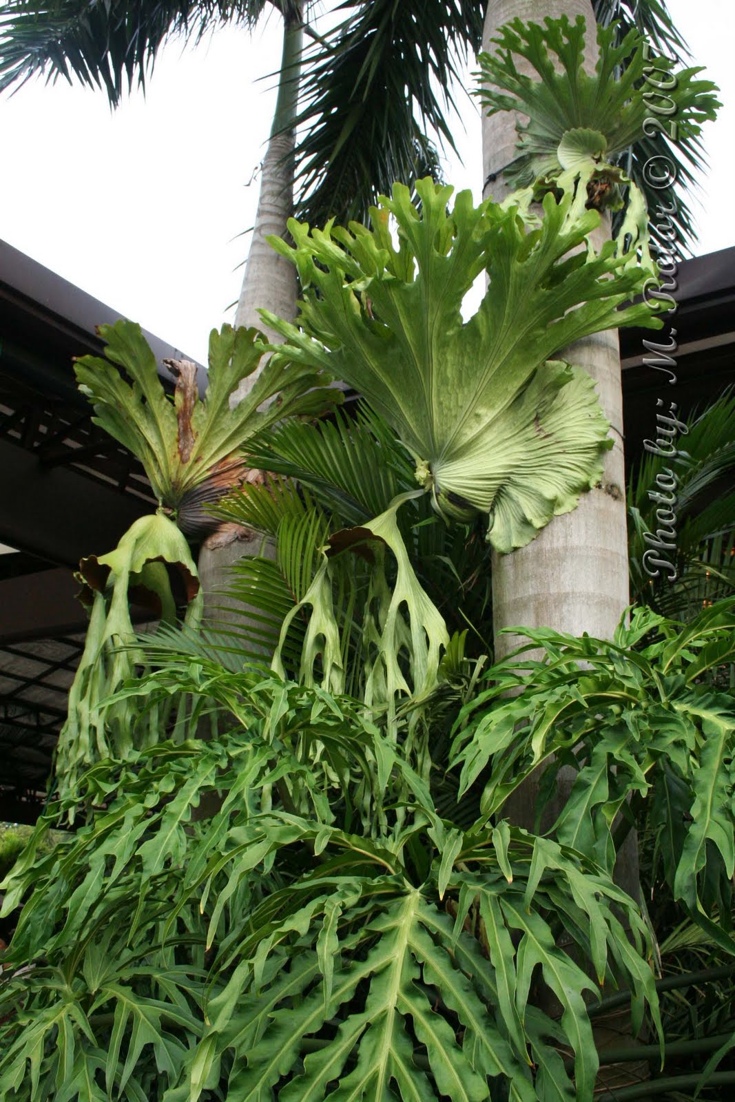 Living with Nature - School on Blog by Dr. Abercio V. Rotor: Dimorphism ...