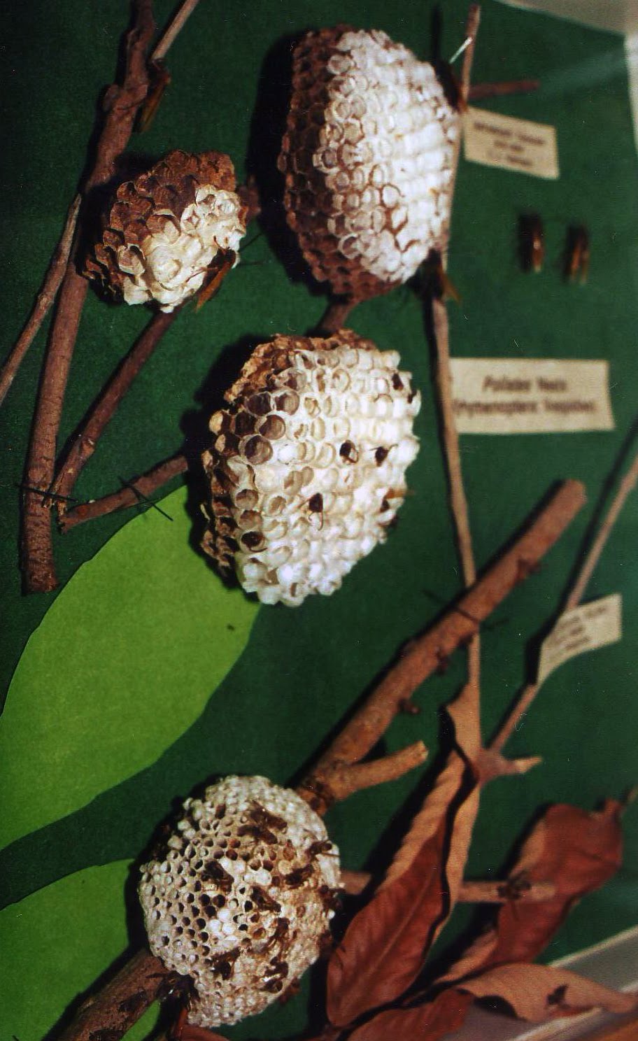 Naturalism - the Eighth Sense: Putakti! Paper Wasps on the Run!