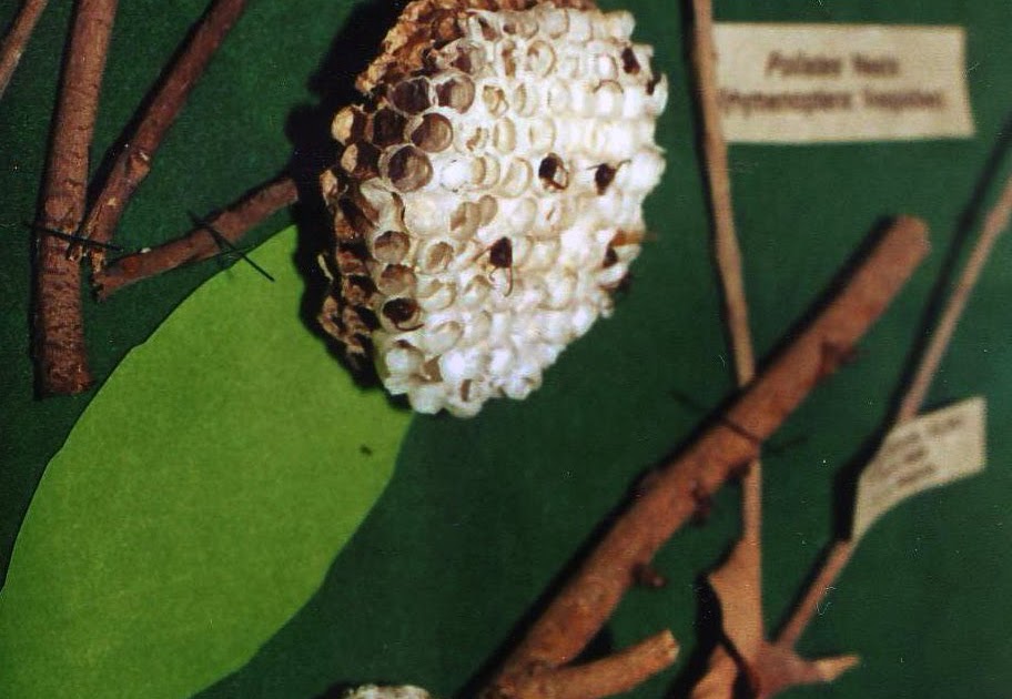 Naturalism - the Eighth Sense: Putakti! Paper Wasps on the Run!