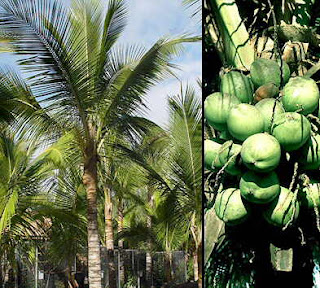 Todo Jardines: Palma Cocotera
