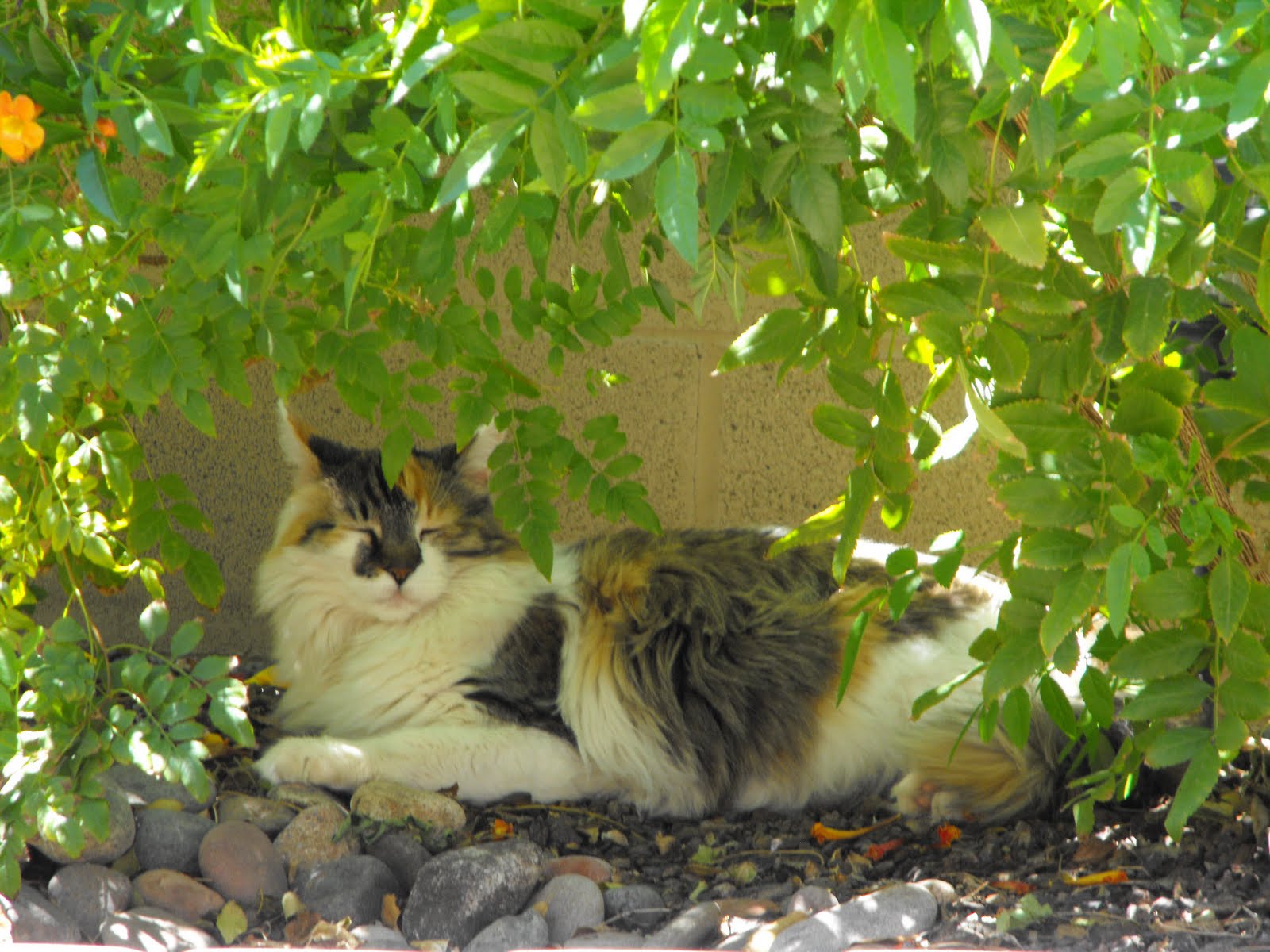 DeBlog! DeBlog!: Cali's Grotto and the Basking Battle Cat