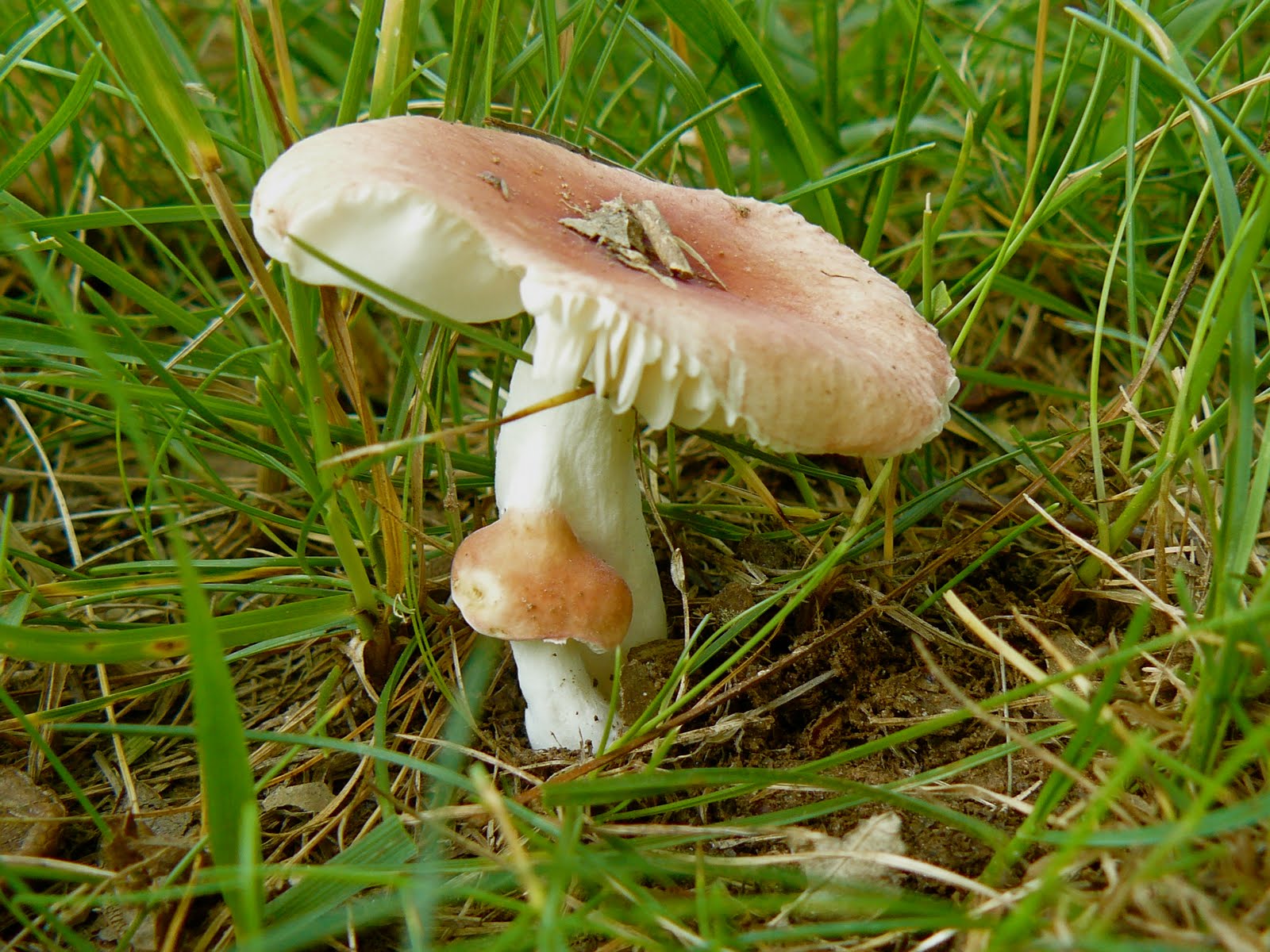 Mushroomer: A nice red lawn mushroom