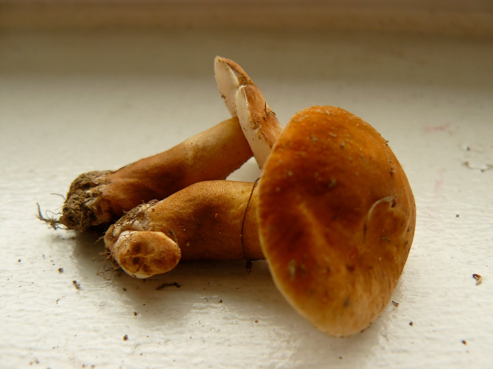Mushroomer: Boletus sp.