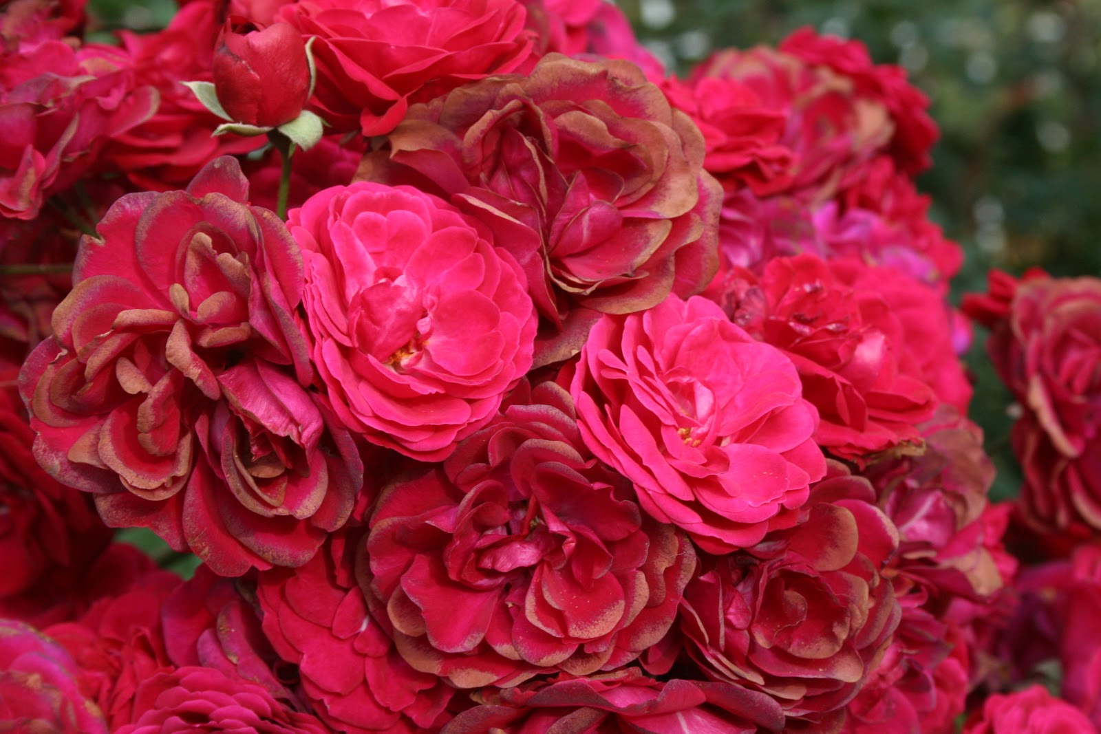 [Liste] 78 Red Carpet Rose Bush - Télécharger