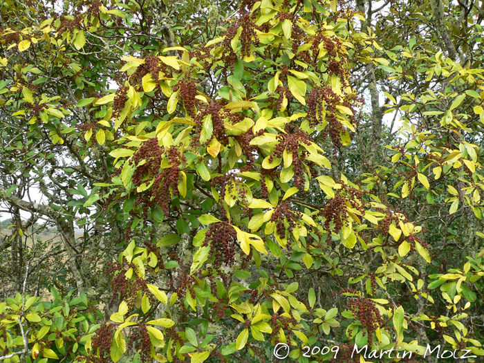 Carne de onça - Nacozinhabrasil