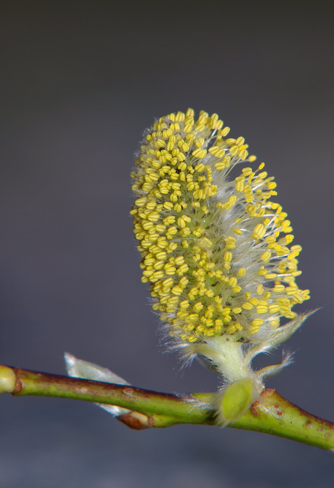 Mokomoko: Det spirer og gror