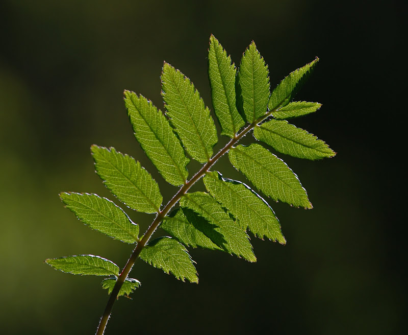 Mokomoko: Bare et blad