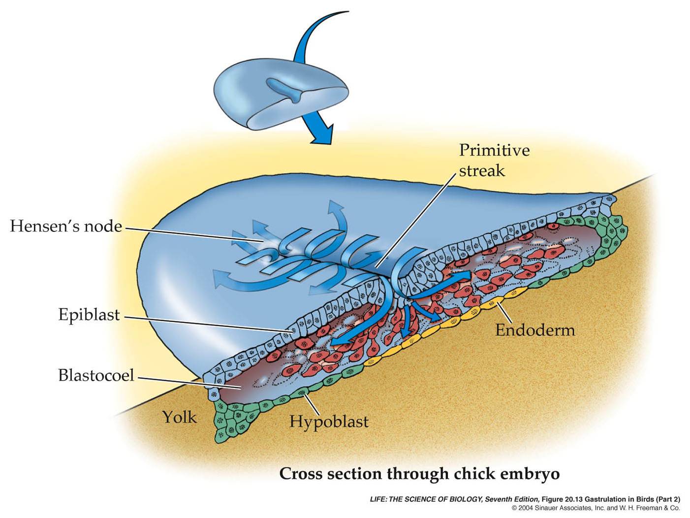 Biologia em Movimento: O que é Embriologia?