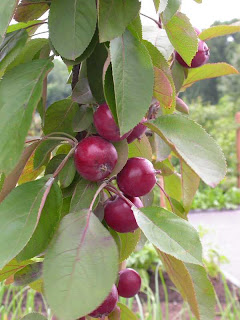5th and state: The Giving of Trees