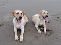 For the Love of Labradors: "Honey, I think the dog's tail is broken