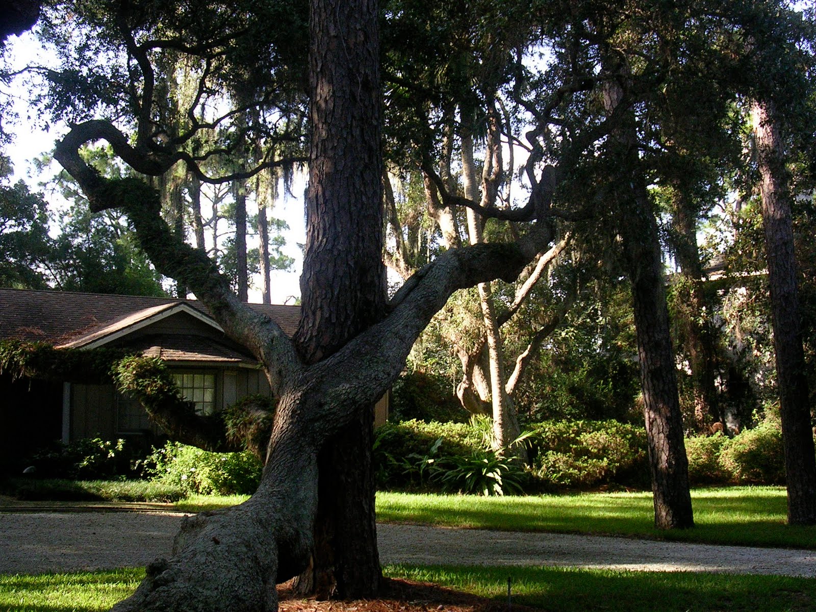 Swapmeetus Tree Sex On Sea Island