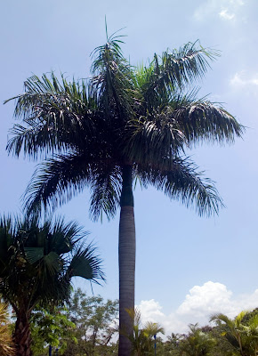 Biodiversidad: Especies vegetales amenazadas de extincion