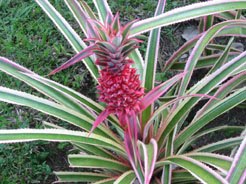 Wiki trend: Ananas Bitkisi Yetiştirilmesi