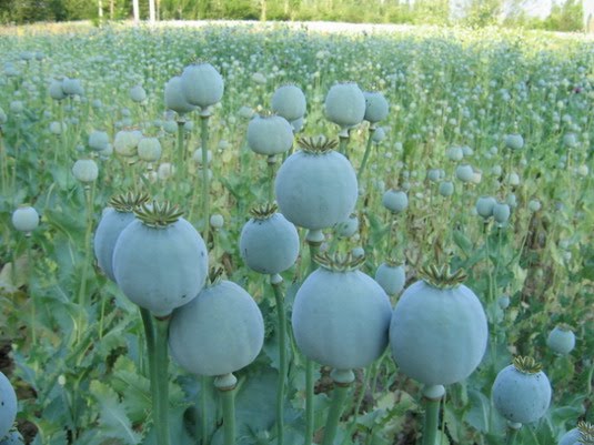 Bahçe ve bitki: Haşhaş - Haşhaş Nedir - Haşhaş Yetiştiriciliği