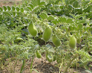 Wiki trend: Nohut Tarımı